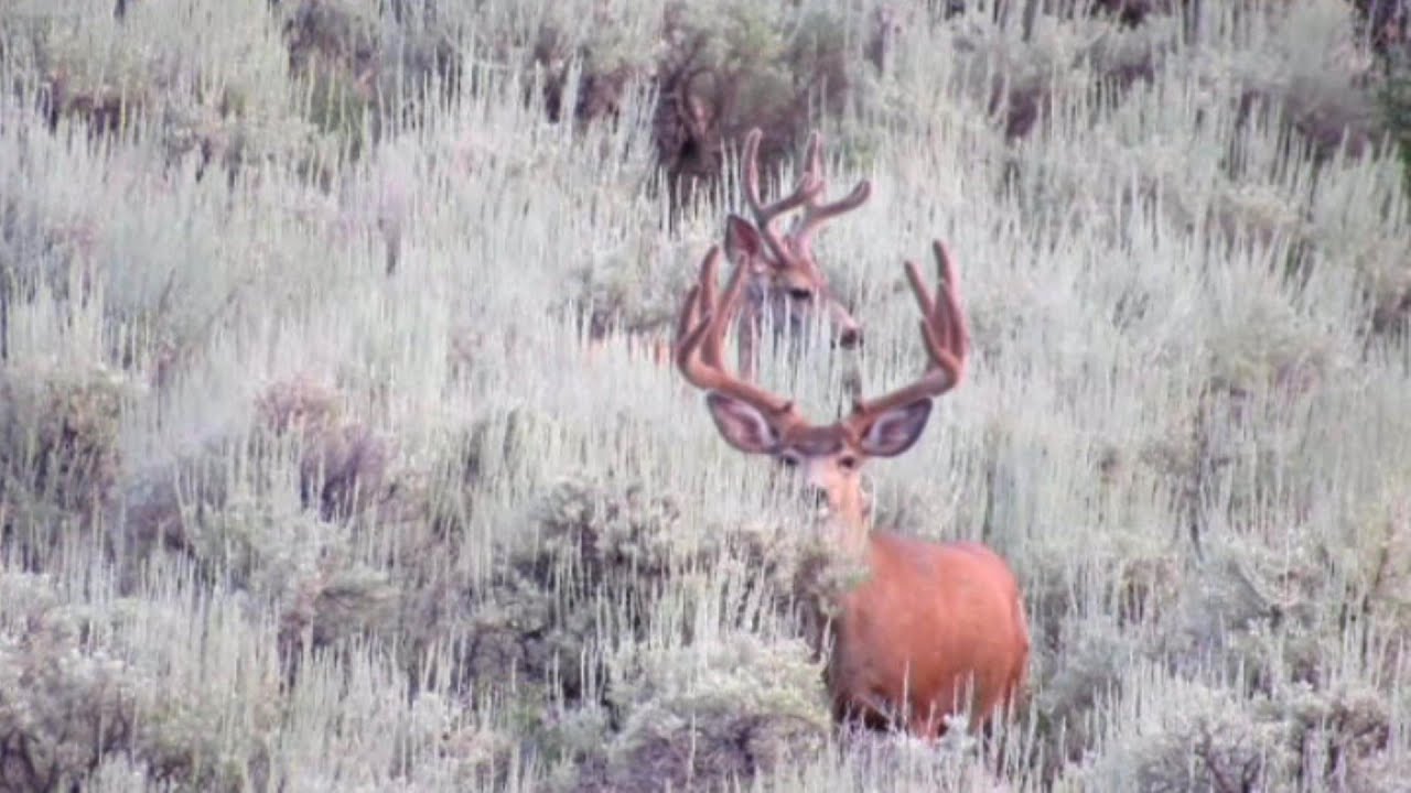 Summer 2023 Book Cliffs Bucks and Bulls - YouTube