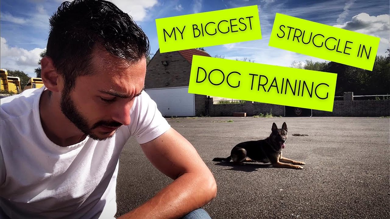 My Biggest Struggle In Dog Training | DailyGray 099 - YouTube