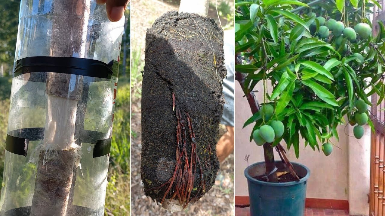 How to Air Layering Big Mango Tree Easy Way - No Use Hormone - The root ...