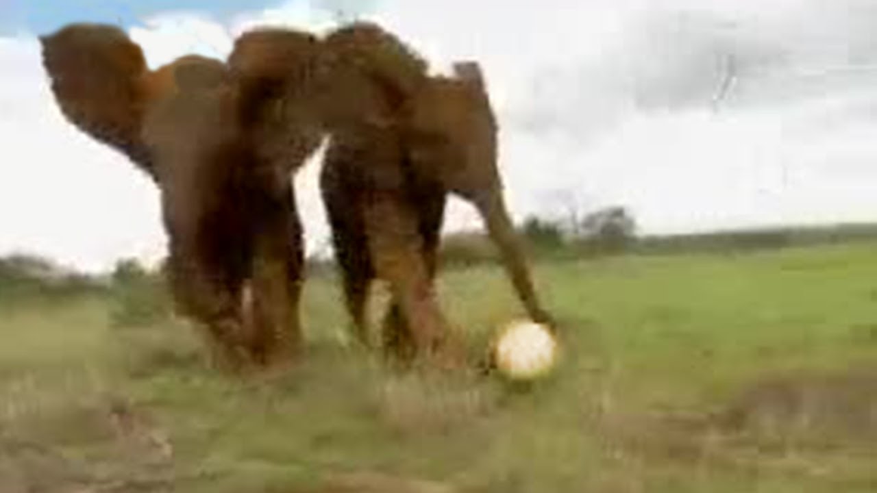 Cute Elephants Play Football in Africa! | BBC Studios - YouTube