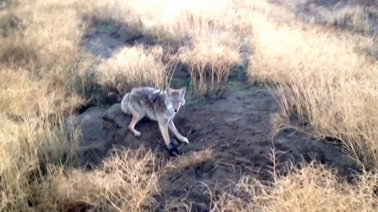 Coyote trapping 2016 2017 season. - YouTube