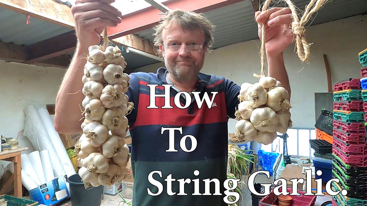 How to String / Plait Garlic Bulbs for Storage. - YouTube