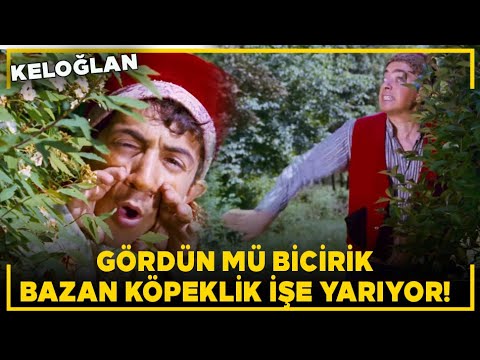 KELOĞLAN  | Gördün mü Bicirik Bazan Köpeklik İşe Yarıyor