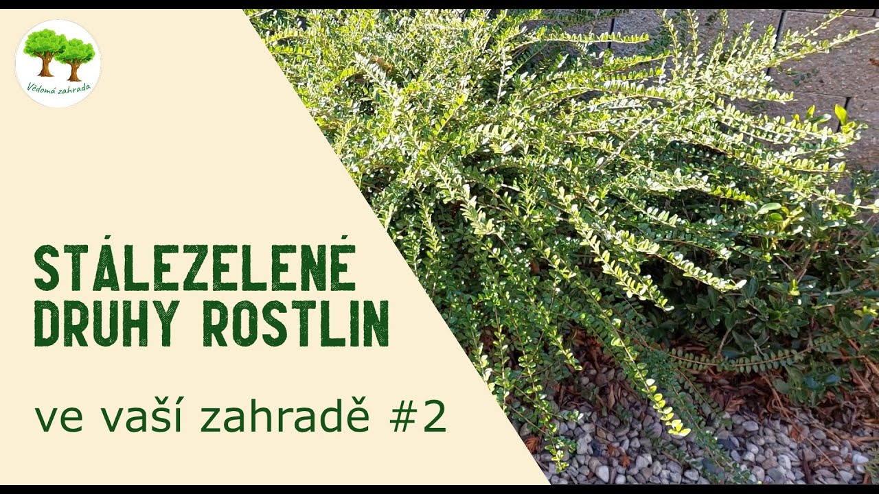 Stálezelené druhy rostlin ve vaší zahradě #2 - YouTube