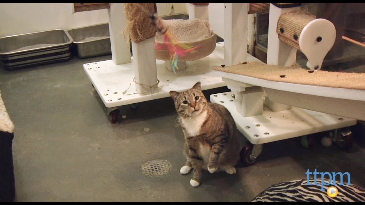 Purrfect Go Fur It Cat Toy from Vee Enterprises - YouTube