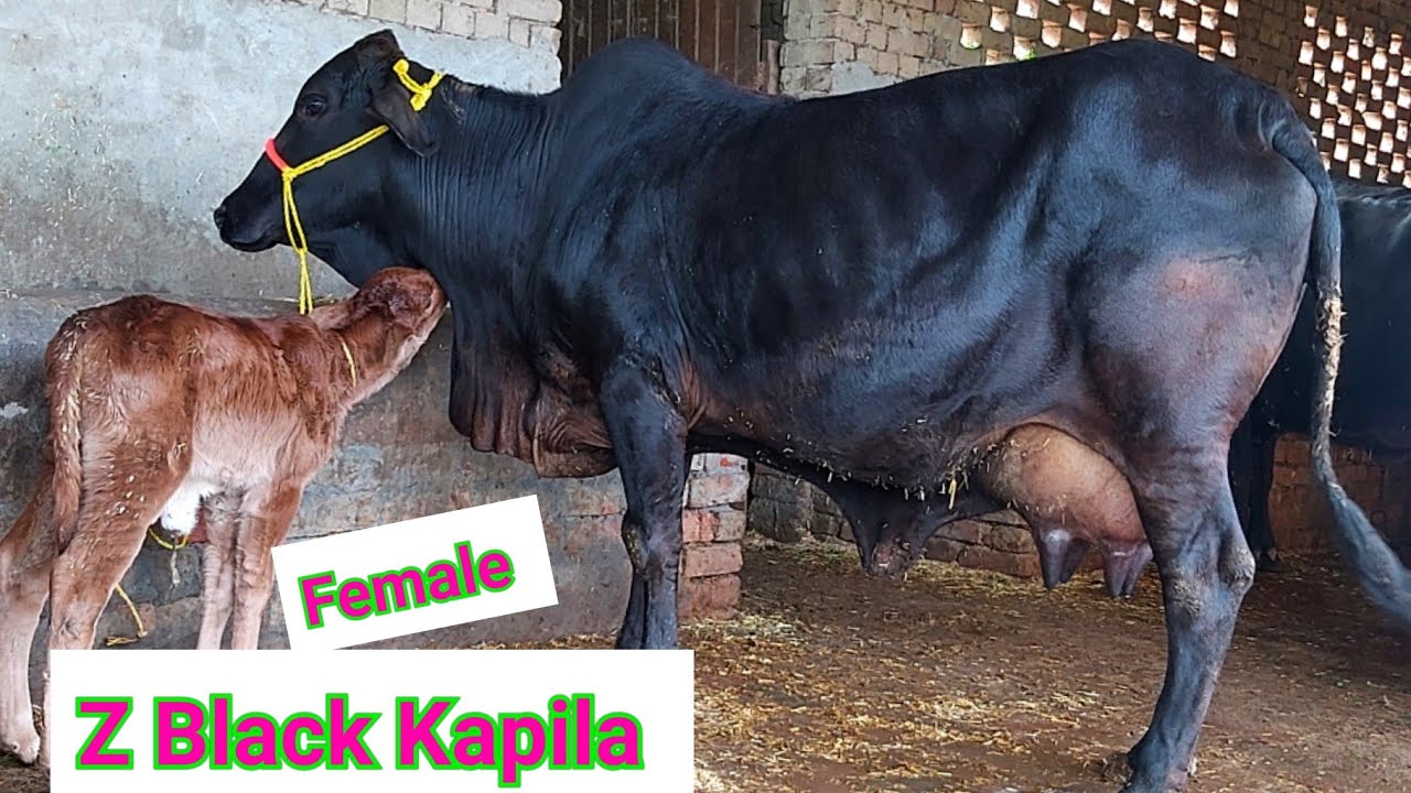 Kapila cow Z Black Milk Capacity 18 Litter Available for sale # ...