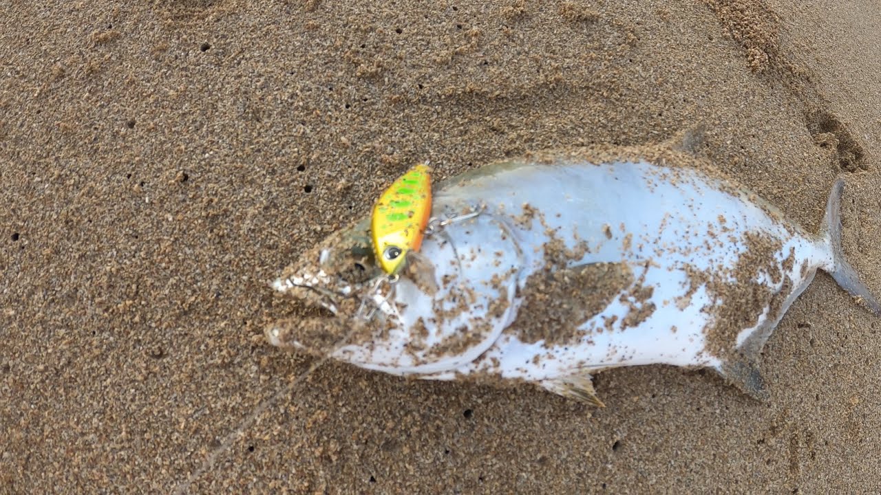 אריאן חמוד וטרכונים בים | דייג 2021 | blue runner and leerfish - YouTube