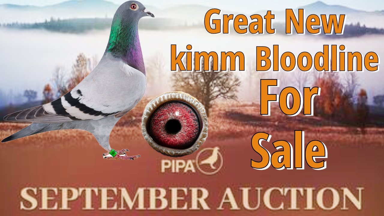 World's Most Expensive Racing Pigeon Bloodline The " New Kim " For Sale ...