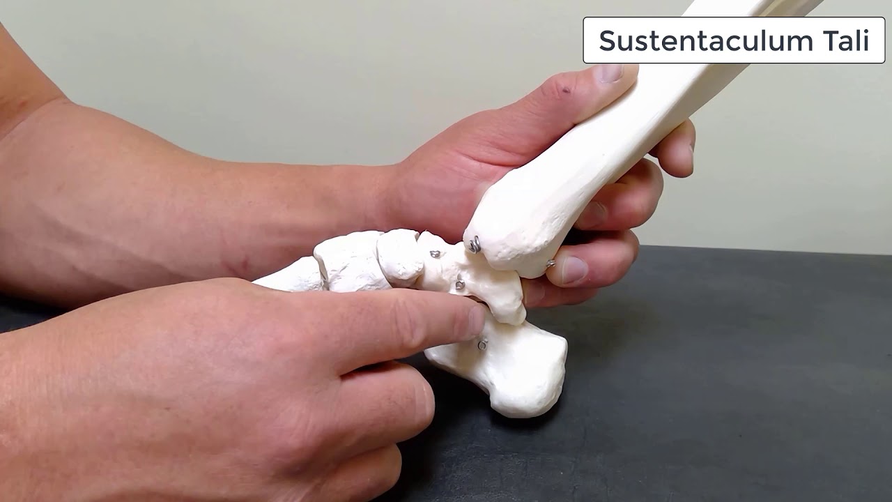 Leg, Ankle, & Foot Palpation - YouTube