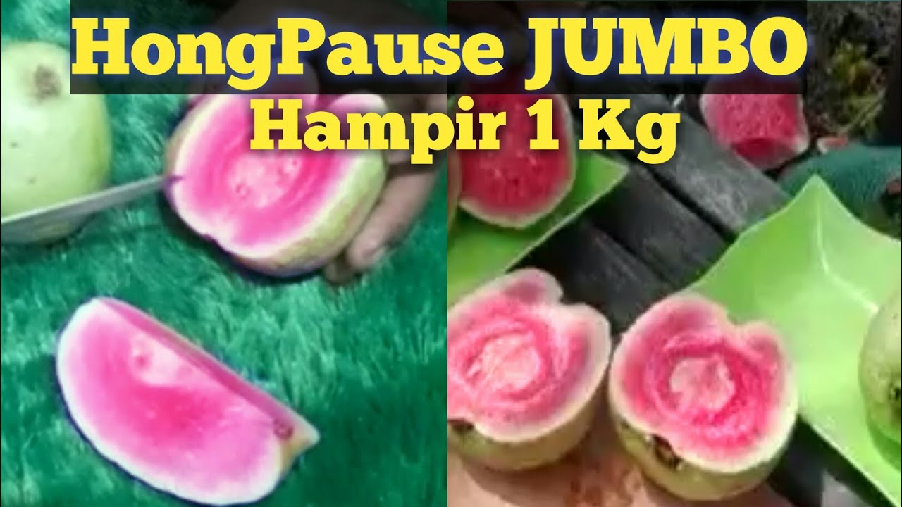 Jambu HongPause berbuah Lebat dan Besar || Jambu Red Diamond || Kristal ...