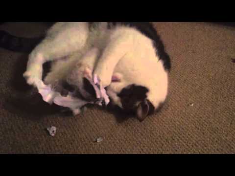 Crunchie cat opens his Christmas present - YouTube