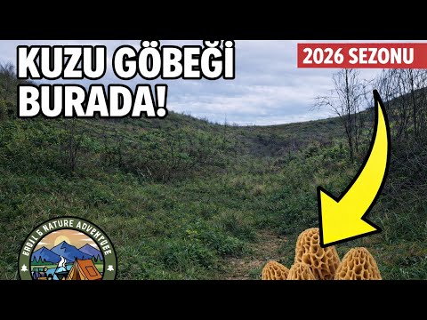 KUZUGÖBEĞİ MANTARI BULAMIYORSAN MUTLAKA İZLE 