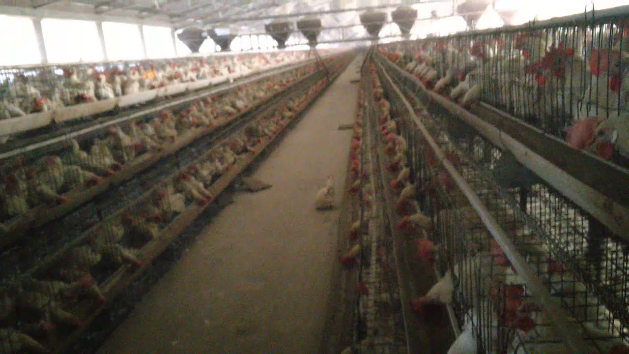 Egg laying chicken farm in Panipat India - YouTube