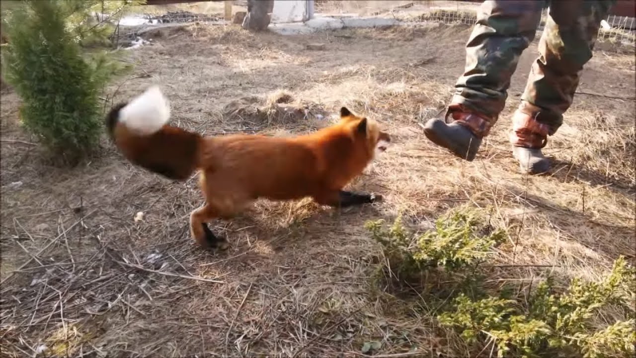 Red fox attacks human and another fox - YouTube