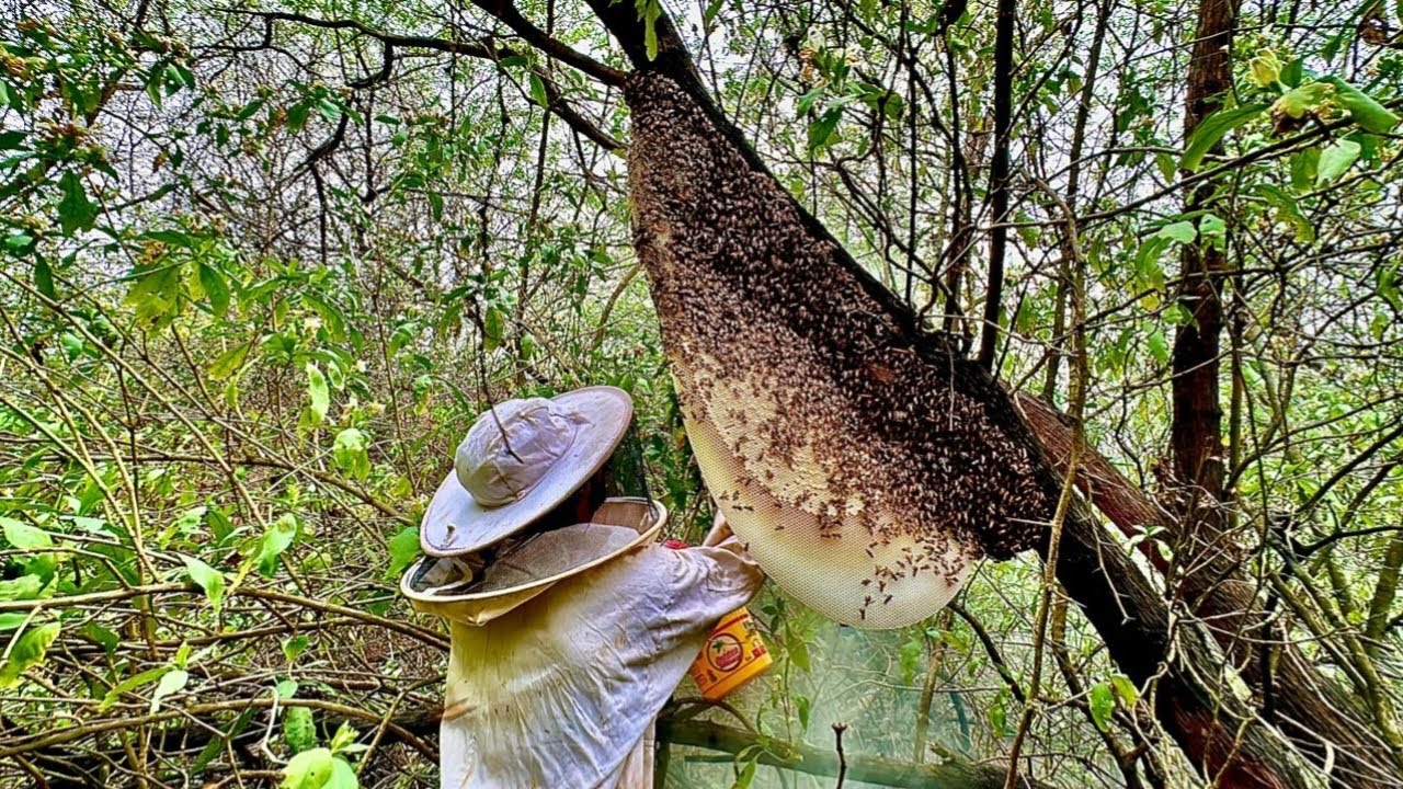 Honey Hunting In Pakistan | Honey Bee Farming In Pakistan - YouTube
