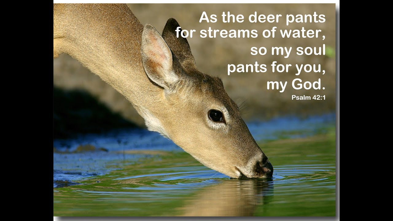Our Cheif Desire Psalm 42 43 YouTube our-cheif-desire-psalm-42-43-youtube
