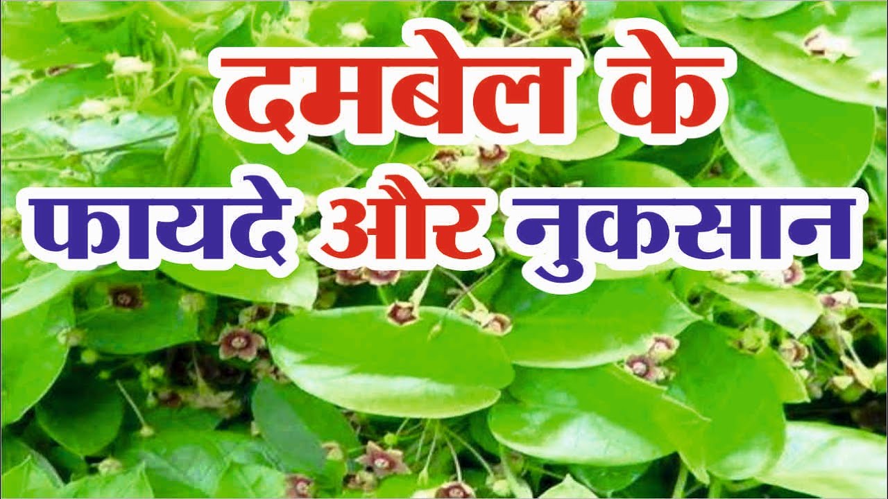 दमबेल के फायदे और नुकसान | Dambel ke fayde | Tylophora Indica uses ...
