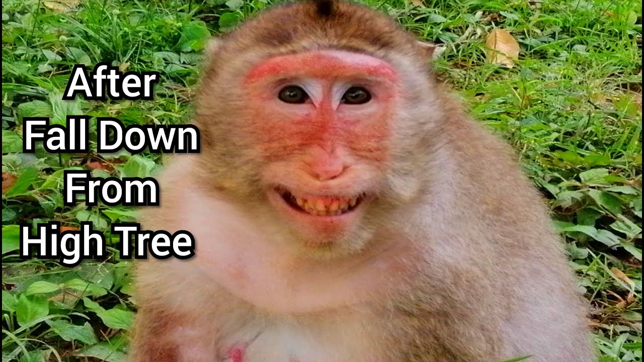 OMG!, Pity This Monkey Fall Down From High Tree!,After Fall Down Monkey ...
