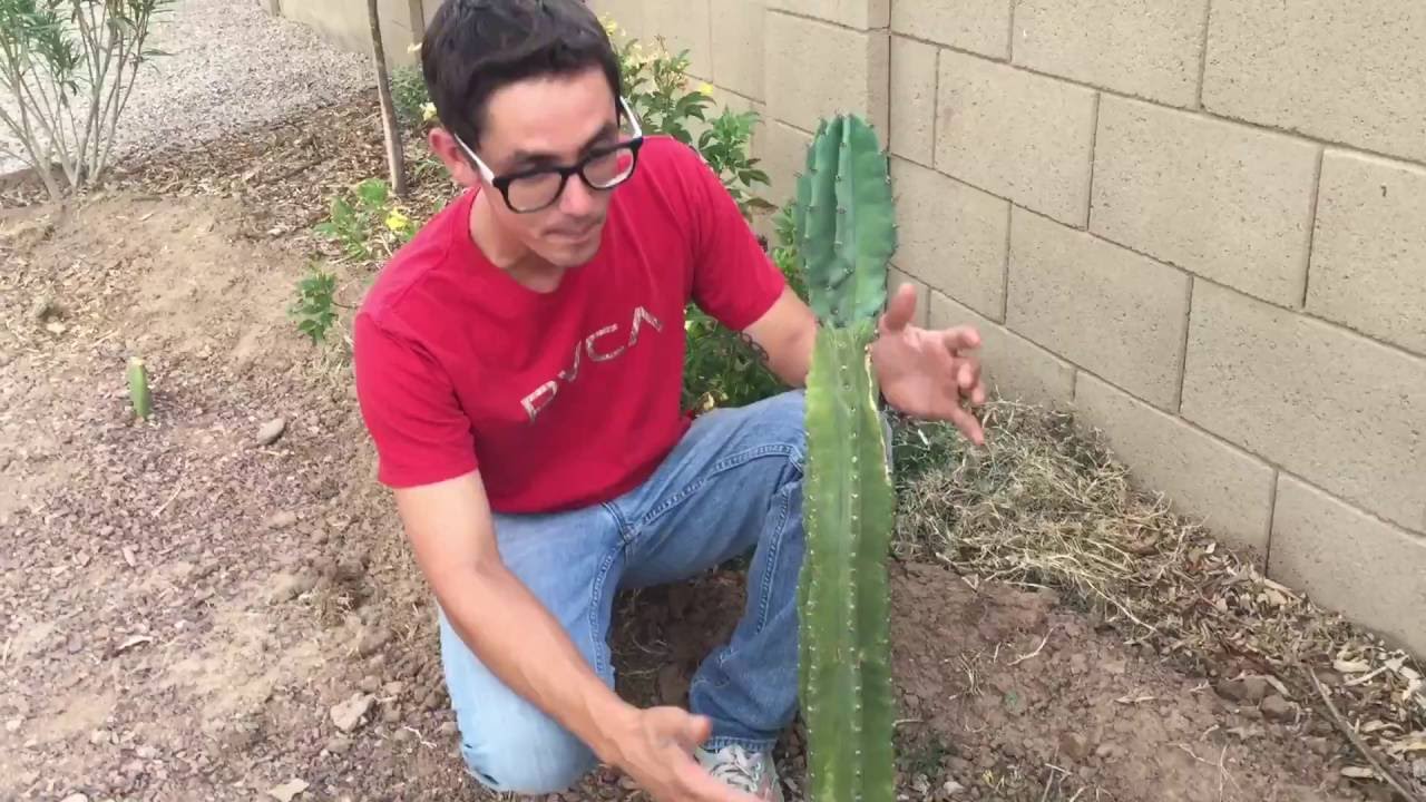 Cactus Cuttings After SEVEN Months In The Ground!! - YouTube