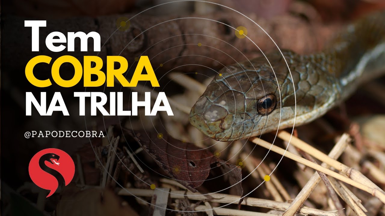 Papo de COBRA: principais espécies encontradas na trilha @PapodeCobra ...