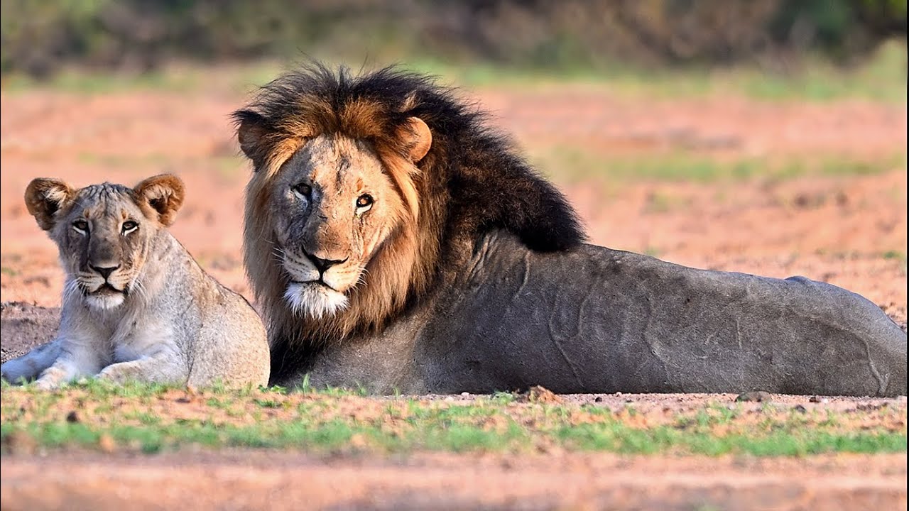 Crazy Lion Sightings After First Summer Rains - YouTube