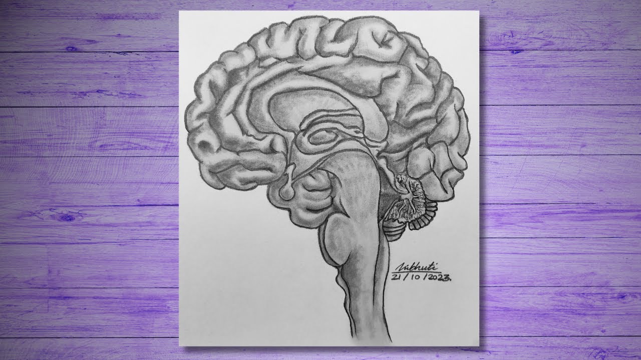 Human Brain Drawing Pencil
