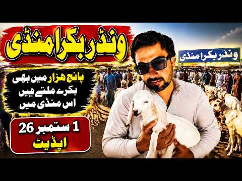 Goat Available For Only 5,000 | Cheapest Goat Market  |  Winder Bakra Mandi 2026