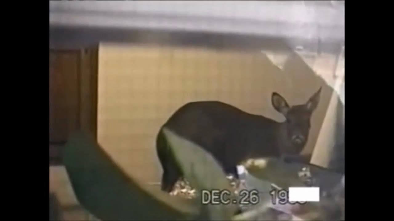 Deer Breaks Into House - YouTube