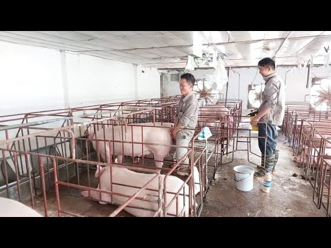 It's an indescribable feeling when you're mating pigs directly for the first time