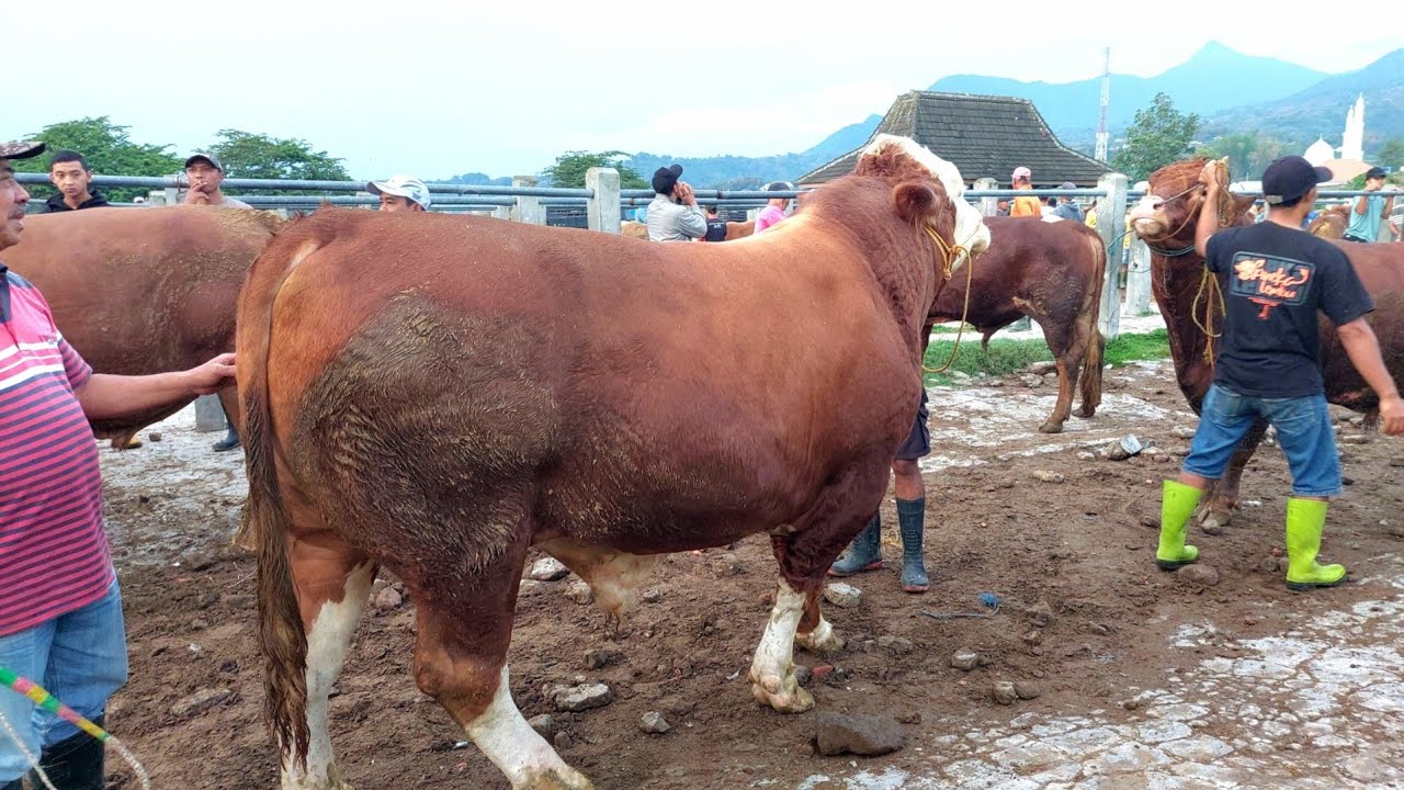 Sapi jumbo harga murah‼️ pasar sapi plaosan magetan - YouTube