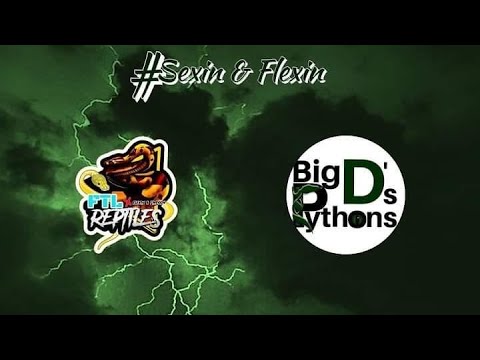 Sexin & Flexin Live w/Big D's Pythons - YouTube