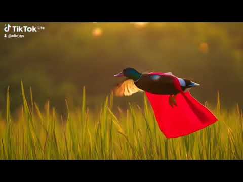 Bebek pinjam jubah Superman 