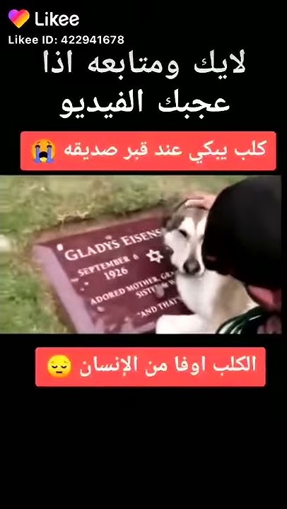 كلب يبكي عند قبر صديقه 😢😭صار الكلب اوفا من الإنسان Youtube
