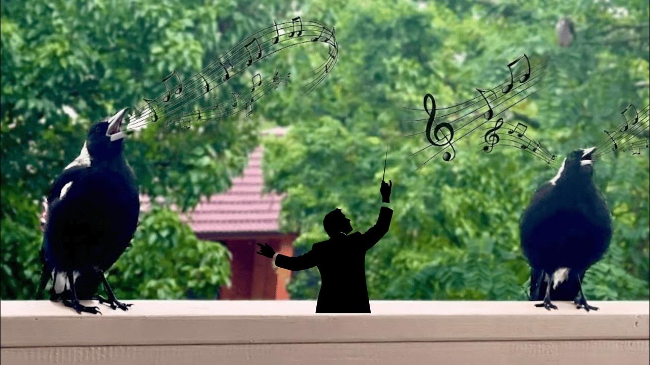 Nonstop Australian Magpie Sounds and Calls | Unbelievable Magpie ...