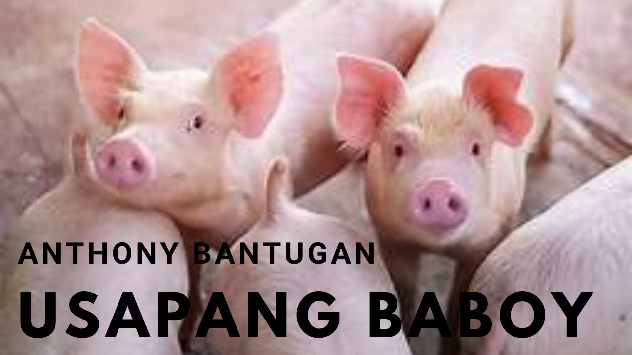Pigrolac | USAPANG BABOY PART 2 WITH PREMIUM HOG STARTER FEEDS # ...