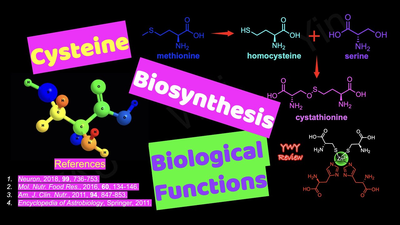 Cysteine, Semi-essential Amino Acid, Biosynthesis, Biological Functions ...