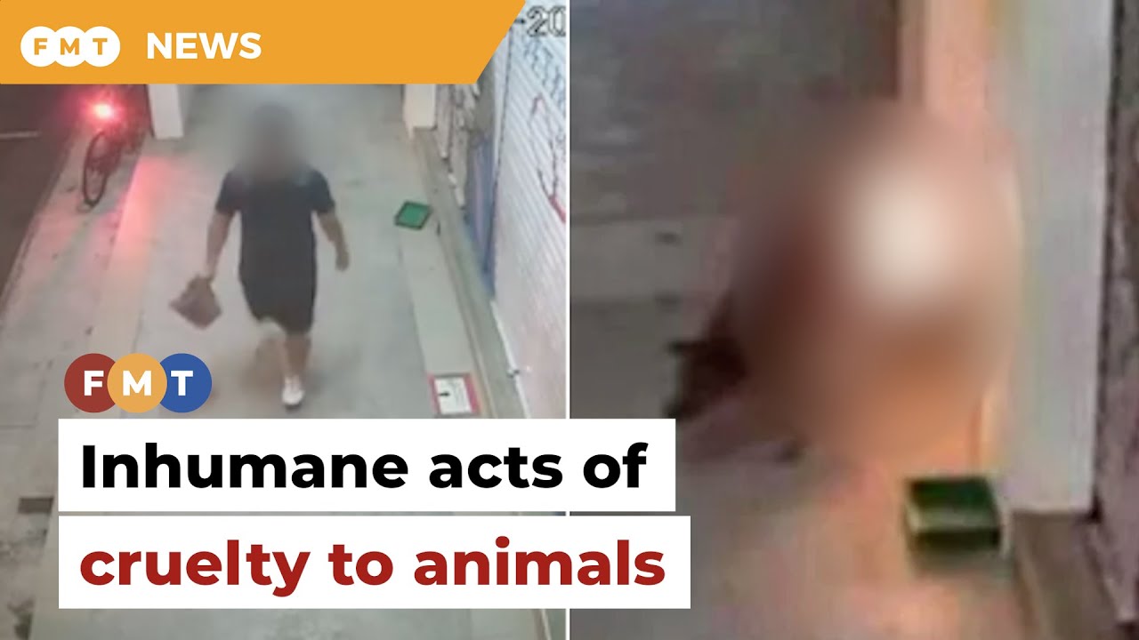 Man caught on CCTV abusing, setting fire to dogs - YouTube