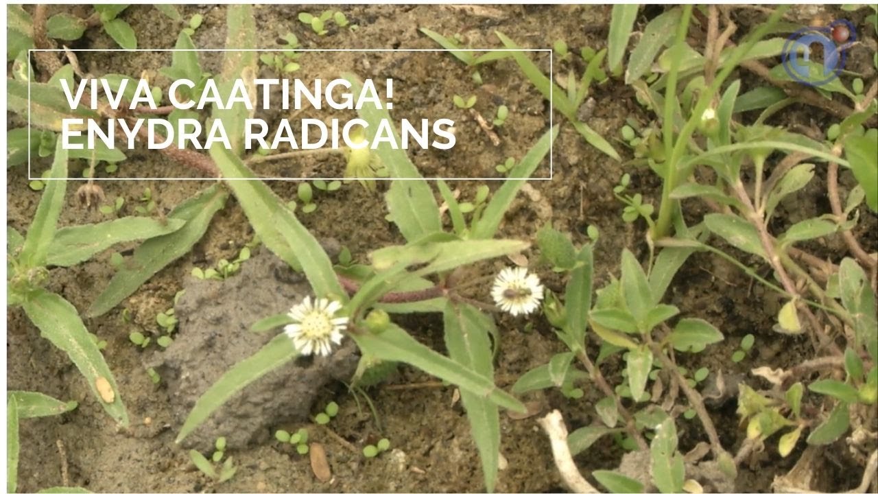 Viva Caatinga! Enydra Radicans - YouTube