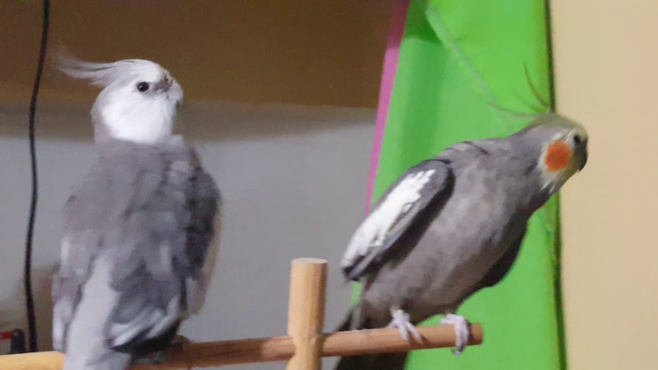 Boy cockatiels fighting - YouTube