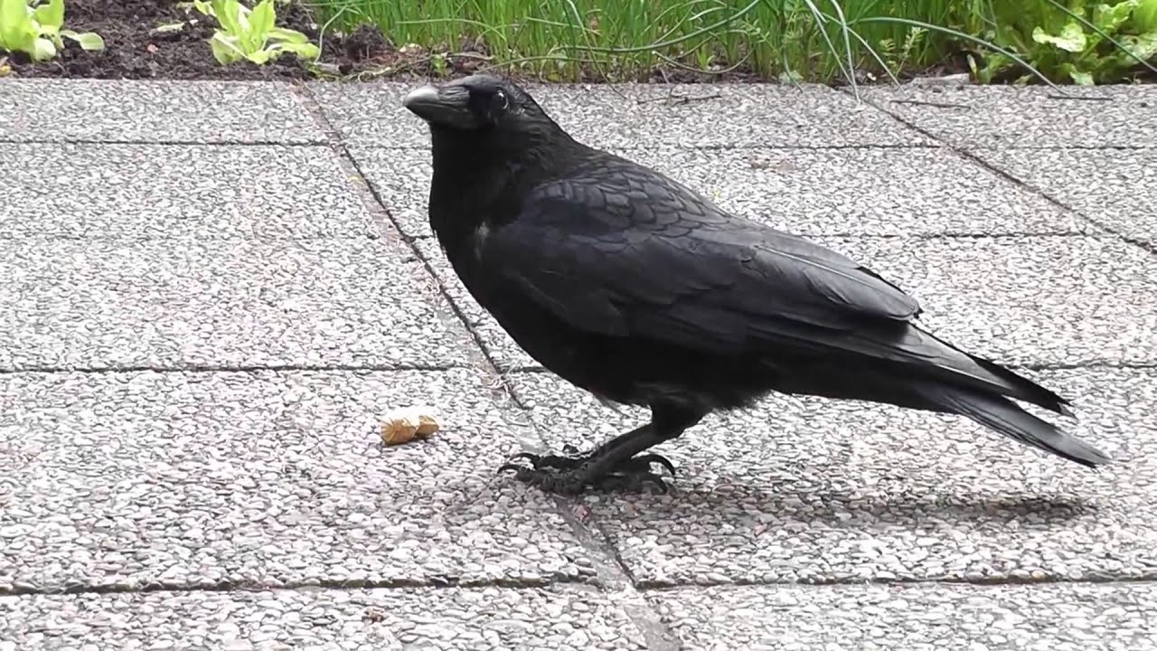 Rudi der Rabe - YouTube