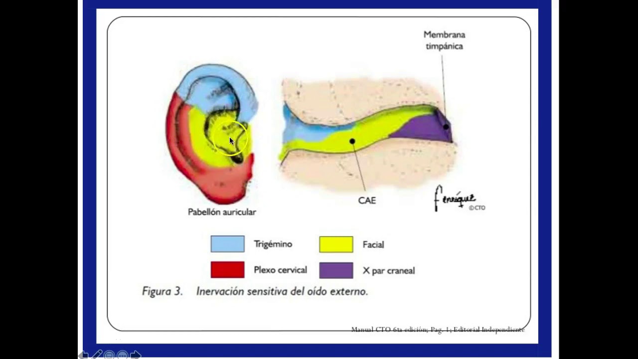 Anatomía del oído y sistema vestibular - YouTube