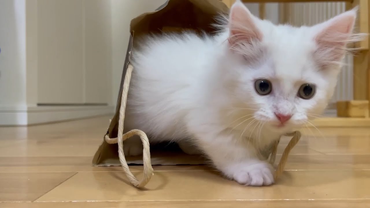 Cat life. Cat plunges into a paper bag. A cat that likes paper, strings ...