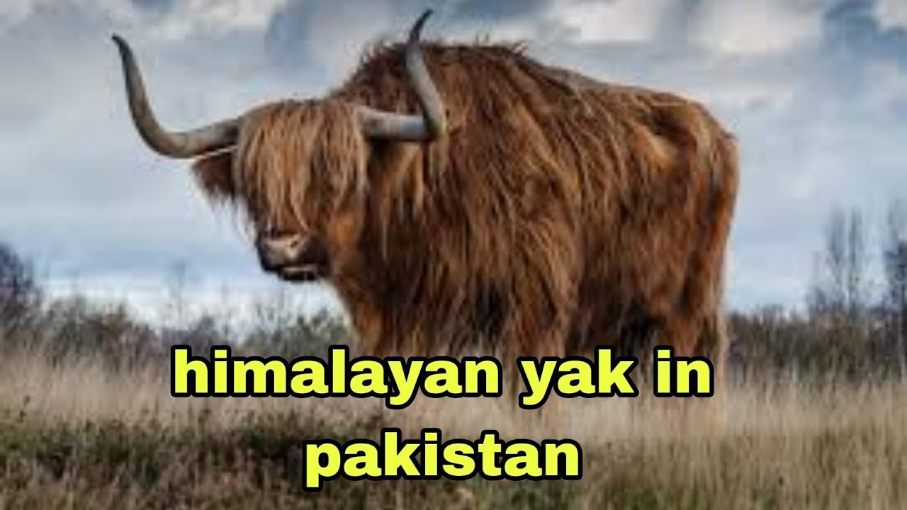 himalayan yak in gilgit baltistan mountain yak in ladakh india پہاڑی ...