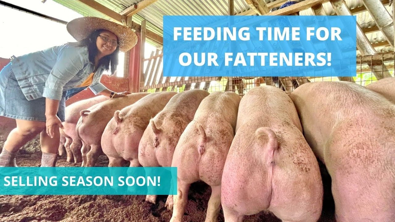FEEDING TIME FOR OUR PIGGERY AND POULTRY! Ready to be sold Fatteners ...
