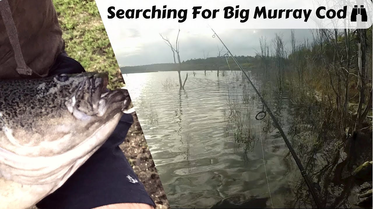 Searching For Big Murray Cod, Ch 1. "The Struggle is Reel" - Copeton ...