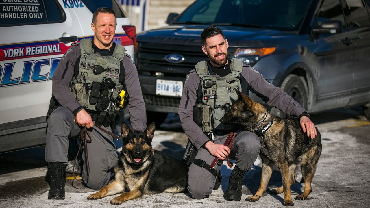 POLICE DOGS: Police adds two stalwarts to Canine Unit - YouTube