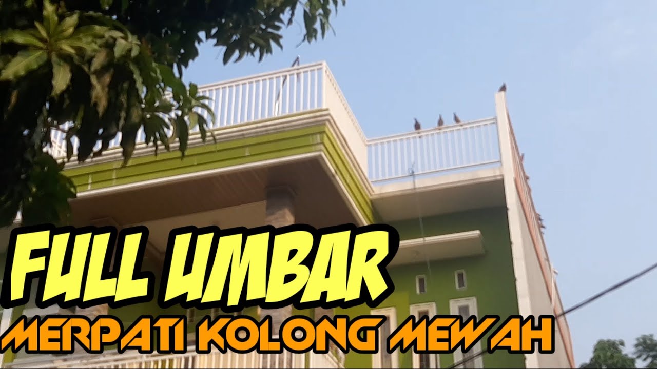 MERPATI UMBARAN // TEAM ELITE // TEAM BARON // TEAM KENWOOD // NEW ...