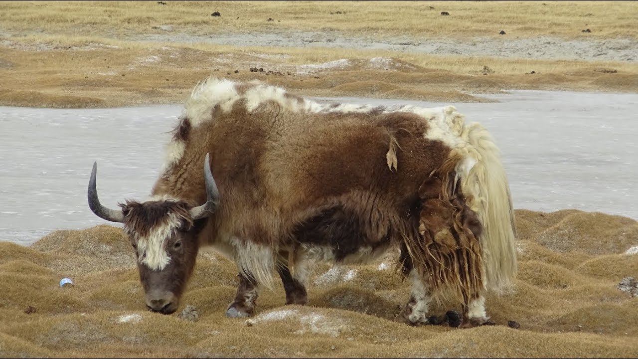 Yak Herders of High Asia (trailer) - YouTube