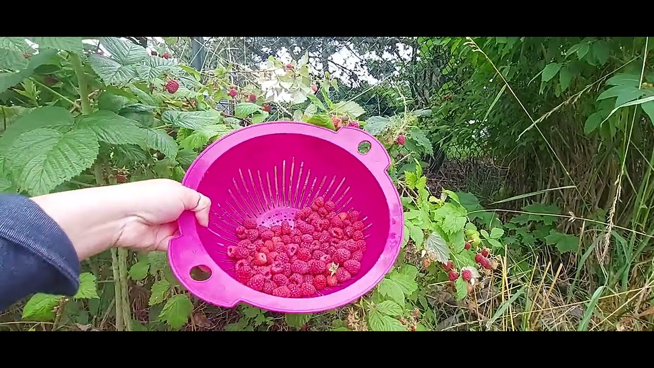 Cách thu hoạch quả mâm xôi raspberry | Himbeere | Làm vườn ở Đức | Cuộc ...