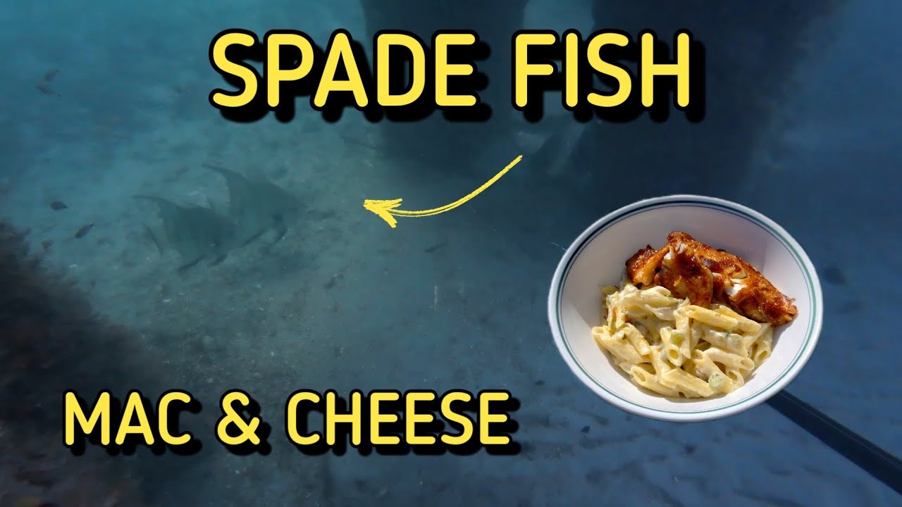 Two fish, One shot! Spearfishing a Bridge that CREEPS me out! - YouTube
